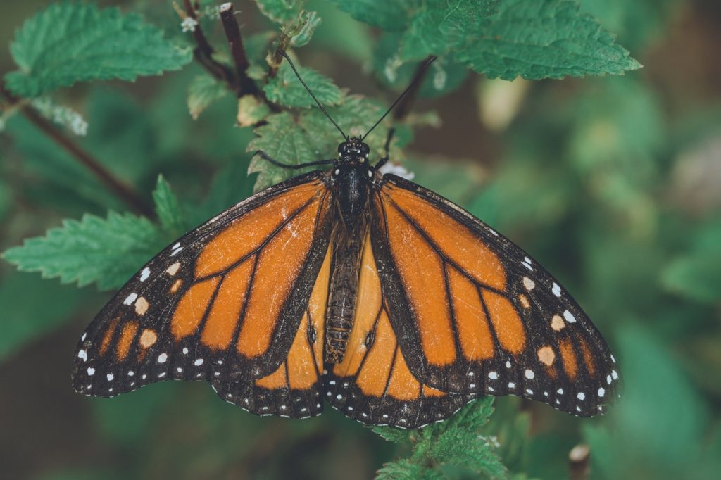 Monarch Release Package of 25 – Hawaiian Butterfly Gardens